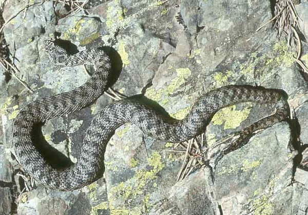 TIPOS DE VIVORAS Y SERPIENTES