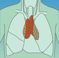 Zendo: Glándula timo. Chakra corazón.