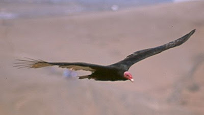LUNACIELOAZUL: Gallinazo Cabeciroja