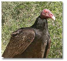 LUNACIELOAZUL: Gallinazo Cabeciroja