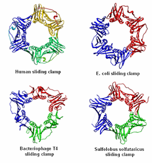 Biomolecular Machines: Sliding clamps, clamp-loaders and helicases.