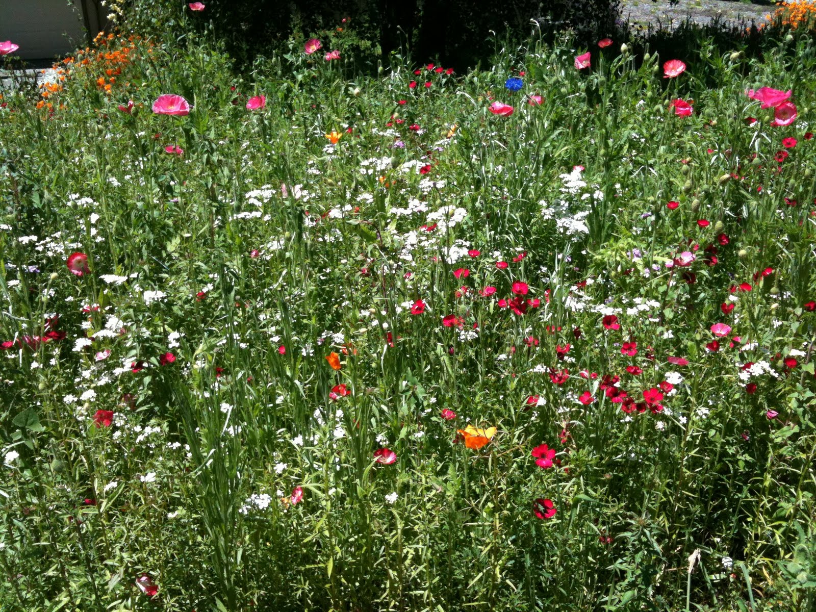 Bay Area Traveler: San Bruno's secret sweet spot: Junipero Serra Park