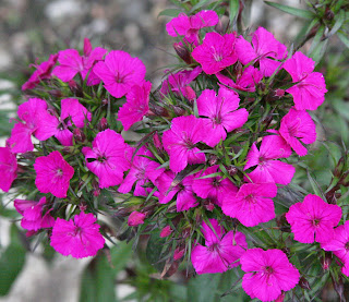 madblooms: Amazon Dianthus