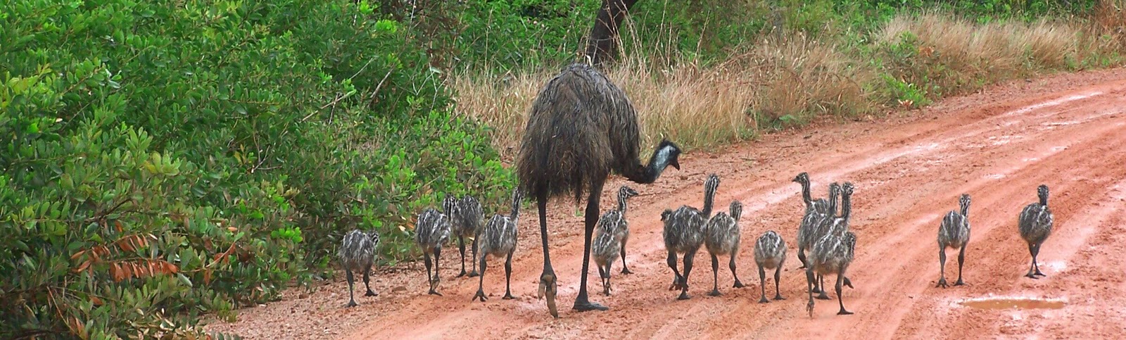 Sunshineshelle: Emu family taking a stroll...