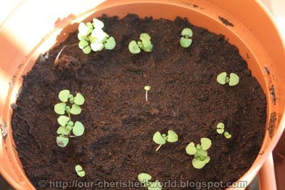 Mint Sprouts