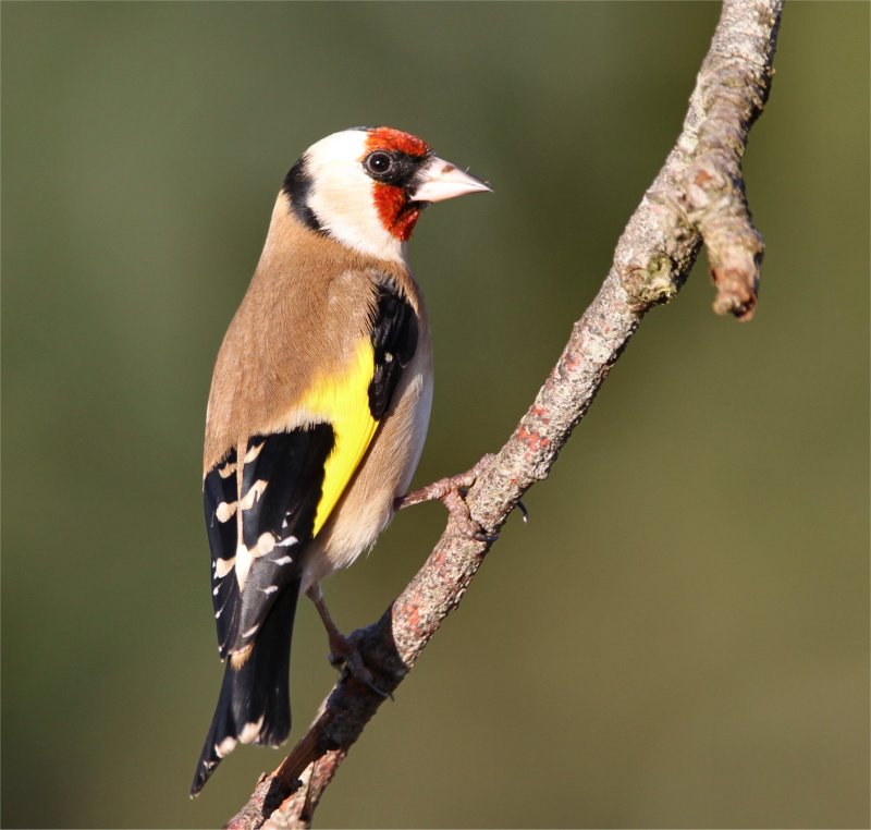 Murfs Wildlife : Goldfinch