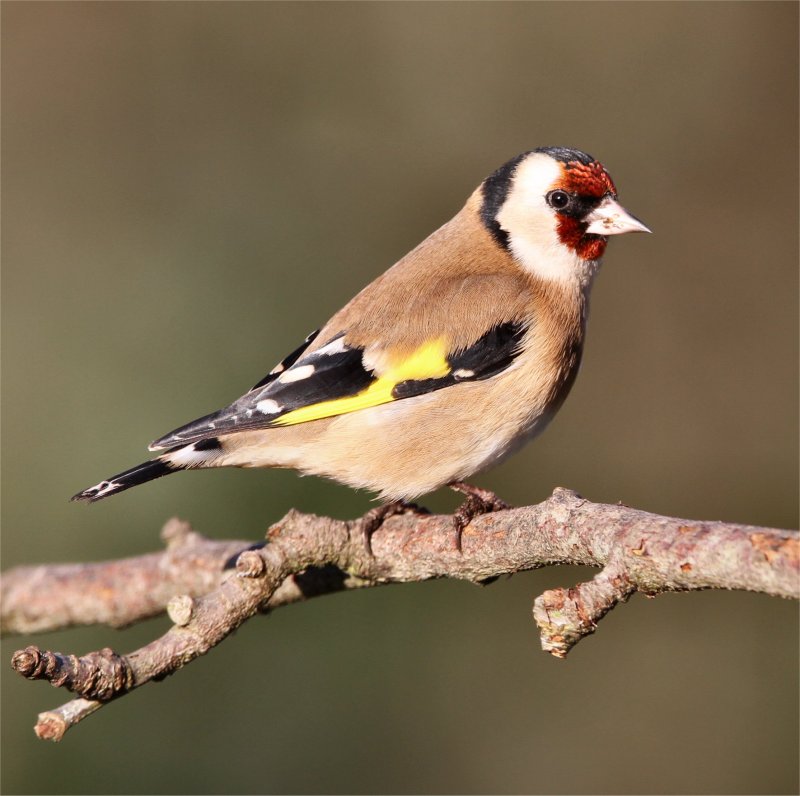 Murfs Wildlife : Goldfinch