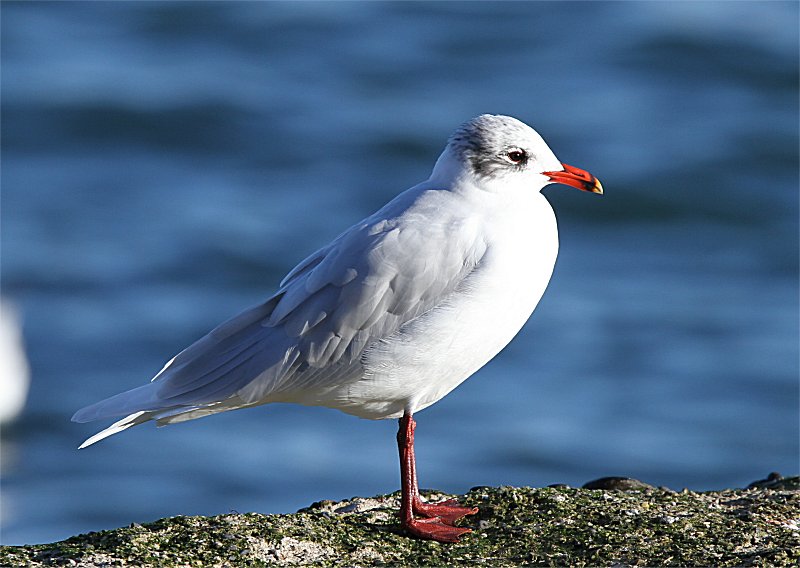 Murfs Wildlife : Mediterranean Gull