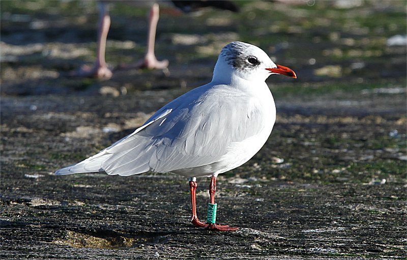 Murfs Wildlife : Mediterranean Gull