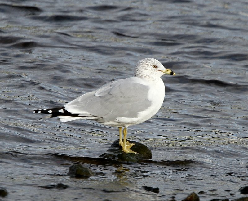Murfs Wildlife : Ring-billed Gull