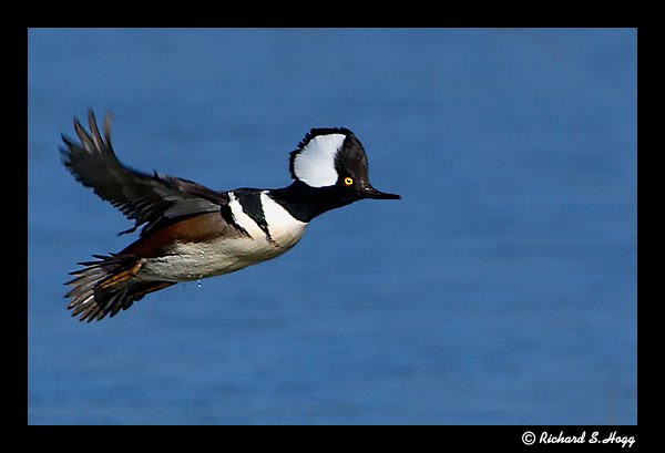 Richard Hogg Photography: Hooded Merganser in Flight