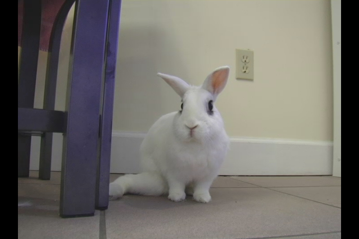 Funny animal picture - beautiful animals: Cute Rabbits