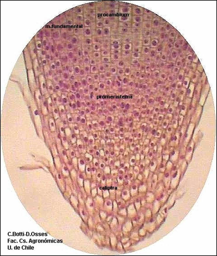 FISIOLOGIA VEGETAL