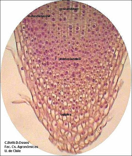 FISIOLOGIA VEGETAL: CRECIMIENTO