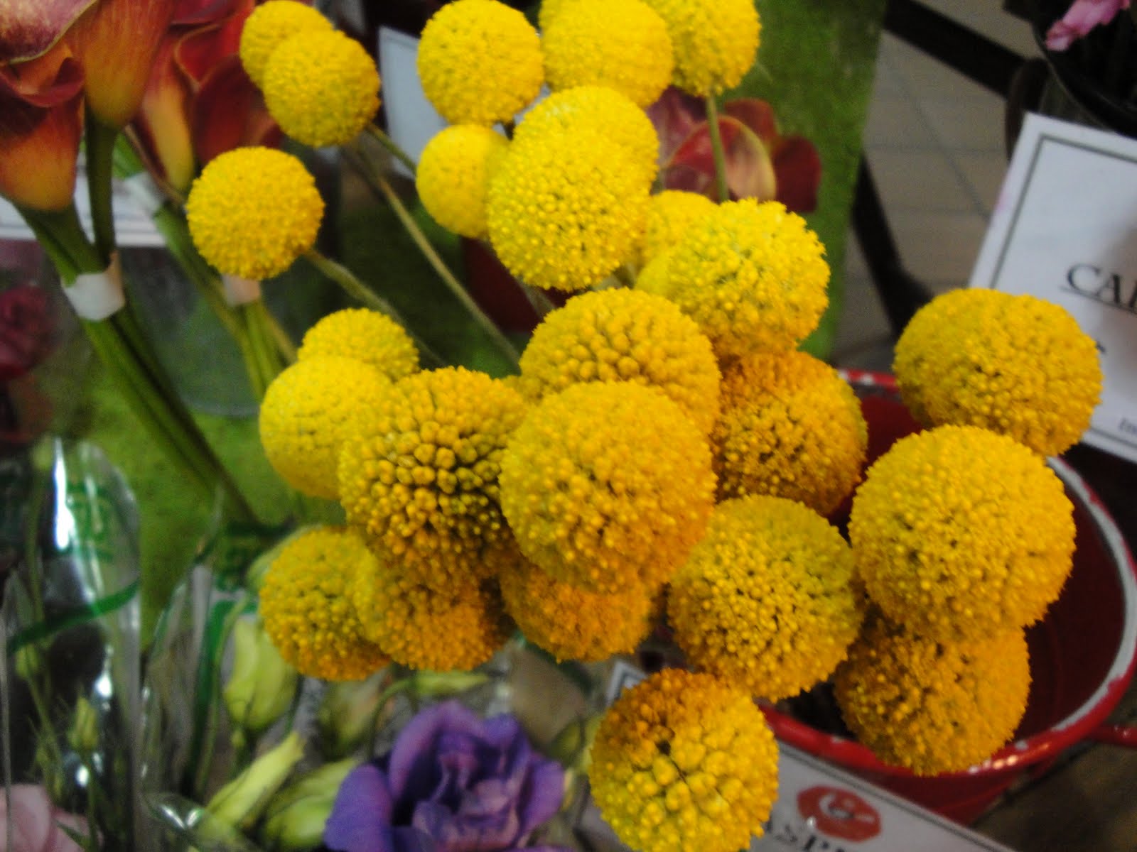 QUEENSBLOG by Queensberry Flower Company: Little Miss Craspedia