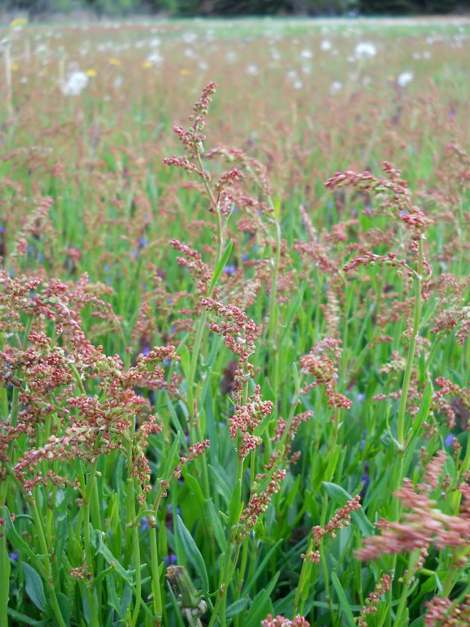 Canoe Corner: My So Called Lawn
