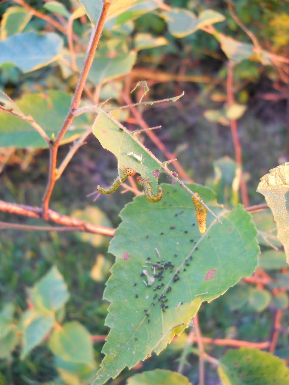 Canoe Corner: Little Green Worms