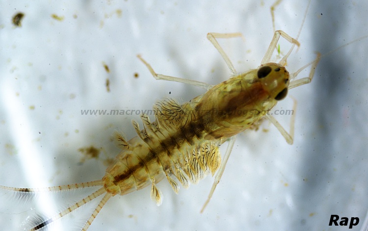 Macro y microfotografia: Macrofotografía: Larvas de efímera