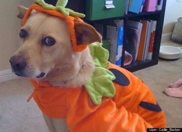 Curious, Funny Photos / Pictures: Dogs Dressed Up - 53 Pics