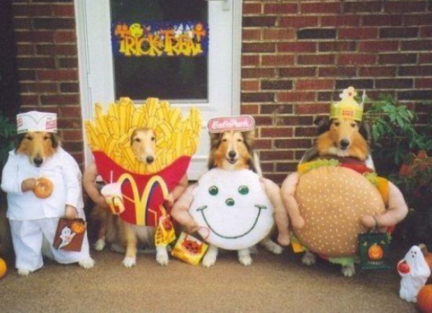 Dogs Dressed Up - 53 Pics | Curious, Funny Photos / Pictures