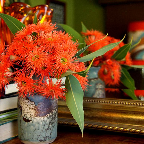 Aussie Maria: Australian Rainbow Flowers