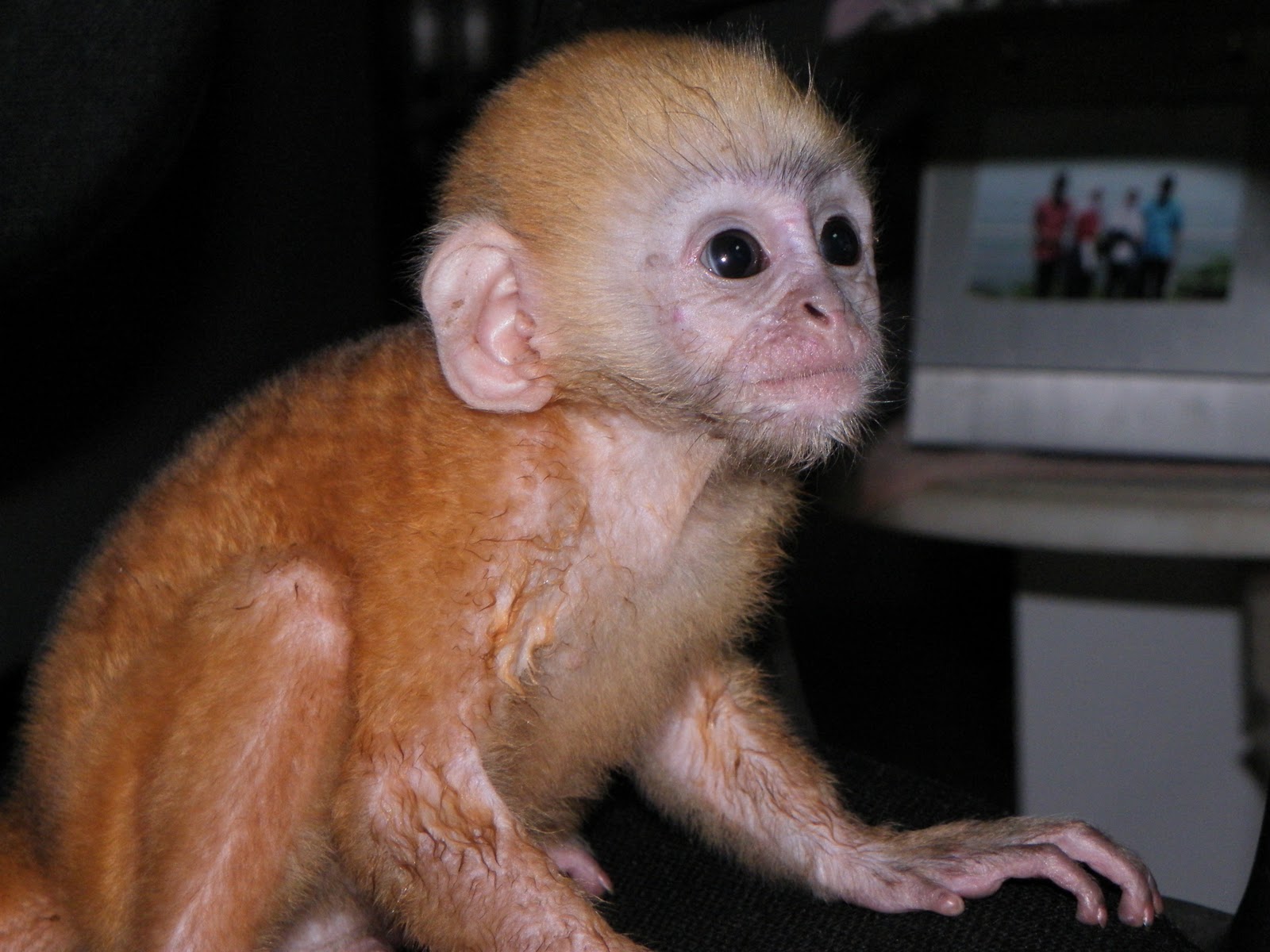 SIDI PRANYOTO: Lutung Jawa (Trachypithecus auratus)