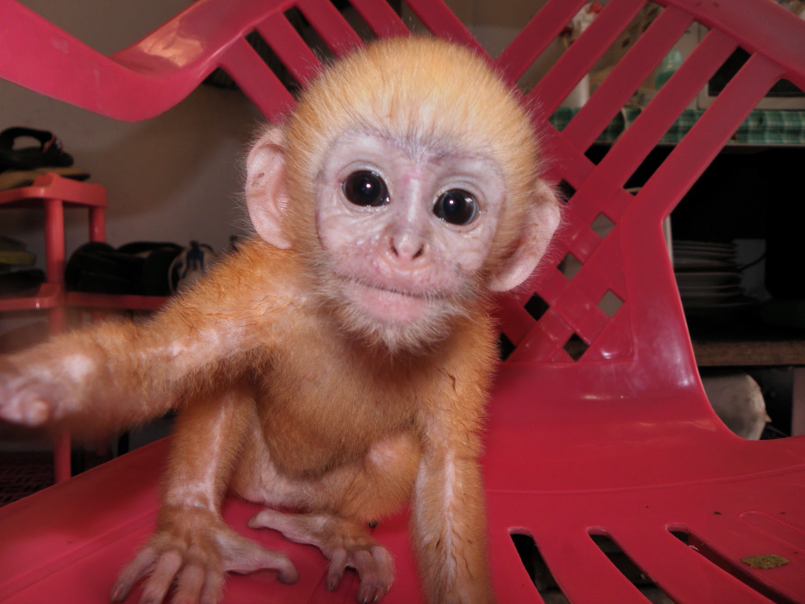 SIDI PRANYOTO: Lutung Jawa (Trachypithecus auratus)