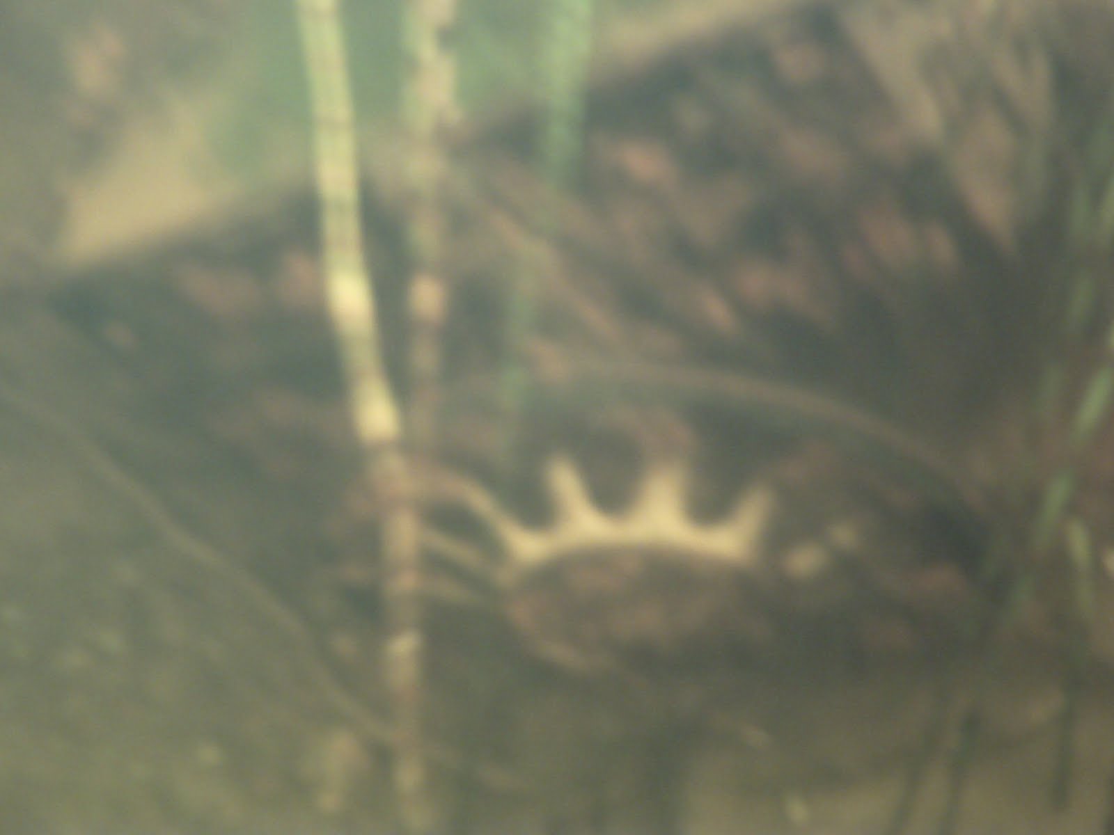 Lars Gyllenhaal: Unidentified Submerged Objects in Norway