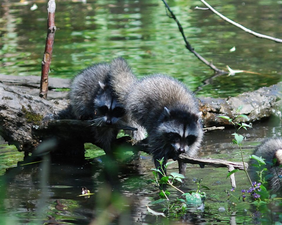 Of Paramount Importance: Resourceful Racoons at Thornton Creek Park #6