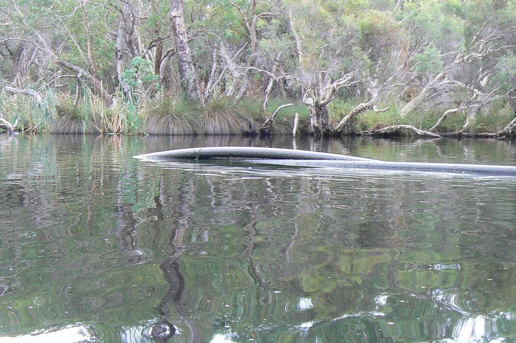 Peps in Oz: Giant Water Snake!!!