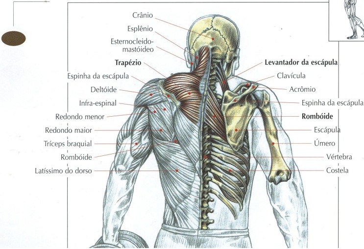 Físico Escultural: EXERCÍCIOS PARA TRAPÉZIO