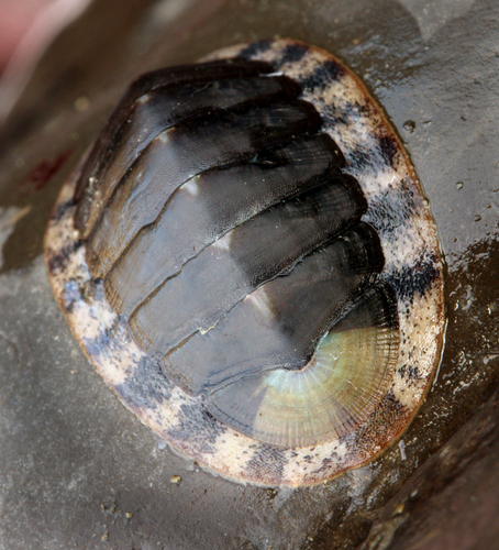 A Life in Letters: Umnak Island, 2 September 1944 -- Includes a letter ...