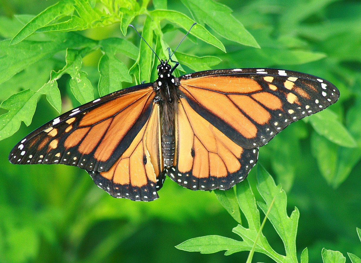 Pixel Pics: A Male Monarch Butterfly