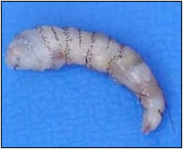 Notícias Pet Animais!!!: Bernes