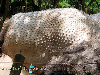 Travel Depot: Certified Crazy at Ostrich Farm