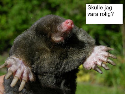 Fuzz, Acid & Flowers: Mullvaden, ett roligt djur