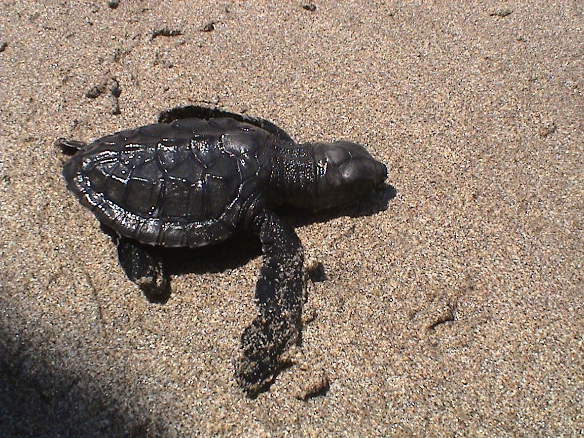 KENALI PENYU | AKU SUKE TERENGGANU