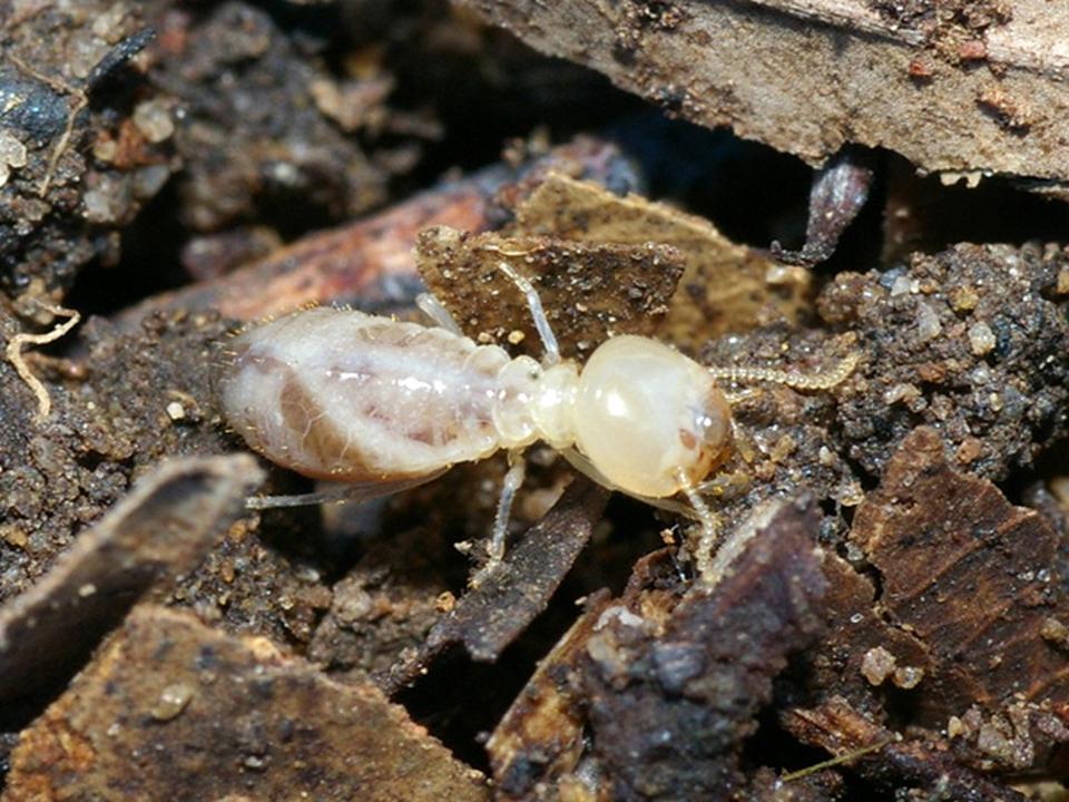 ENTOMOLOGIA FORESTAL: ORDENES DE LOS INSECTOS