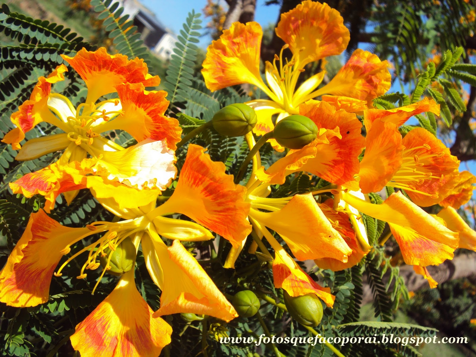 FOTOS QUE FAÇO POR AÍ...: A beleza única do flamboyant...