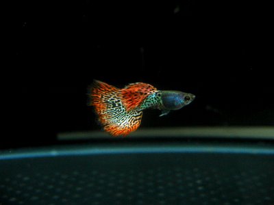Is Guppy The Result of Genetic Engineering? | Exotic Tropical ...