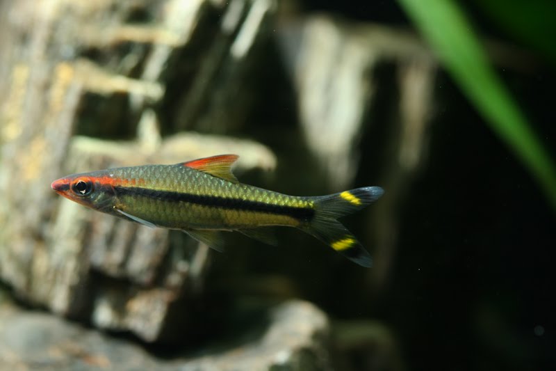 Puntius Denisonii | Exotic Tropical Ornamental Fish Photos With Names ...