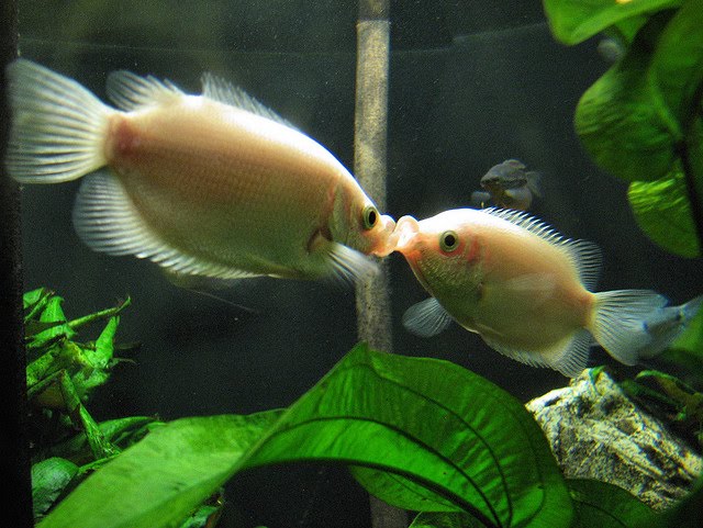 Kissing Gourami Pictures | Exotic Tropical Ornamental Fish Photos With ...