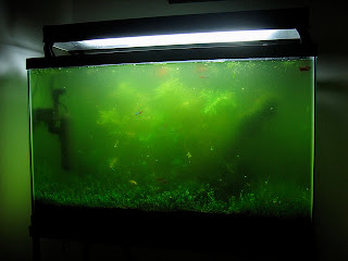 Top Algae Eaters for Fish Tank | Exotic Tropical Ornamental Fish Photos ...