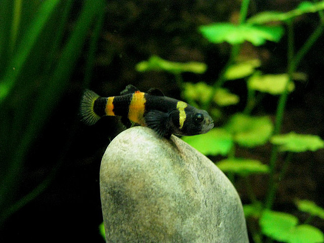 Tropical Bumblebee Goby | Exotic Tropical Ornamental Fish Photos With ...