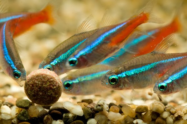 Neon Tetra Paracheirodon Innesi | Exotic Tropical Ornamental Fish ...