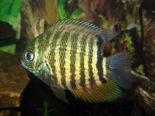 Tropical Cichalasoma Severum | Exotic Tropical Ornamental Fish Photos ...