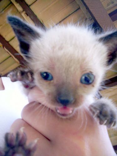 LEYENDAS, MASCOTAS Y ALGO MAS: LOS 20 GATOS MÁS FEOS DEL MUNDO