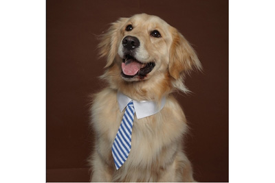 LEYENDAS, MASCOTAS Y ALGO MAS: CORBATAS PARA PERROS