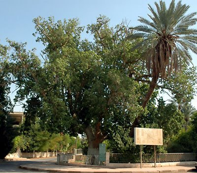 Victor's Vortex - Sojourning Solis Sensibilities: Seeds of Faith