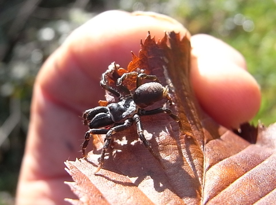 quatre saisons: une mygale